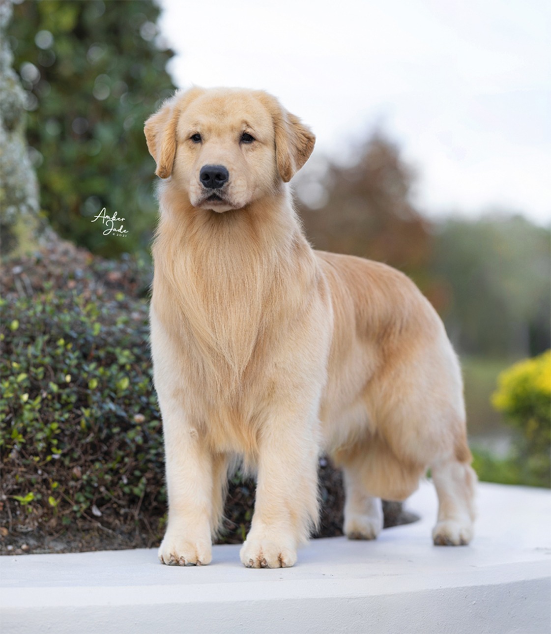 AKC Golden Retrievers | RW Goldens